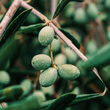 Texas Olive Trees for Sale – Texas Hill Country Olive Co.