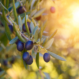 Texas Olive Trees for Sale – Texas Hill Country Olive Co.